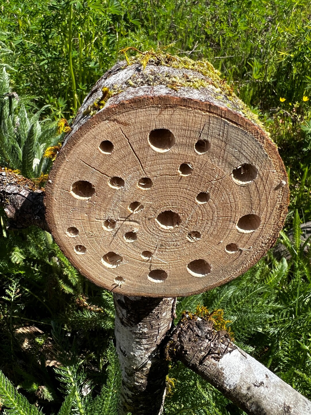 Native Bee Nest - Etsy