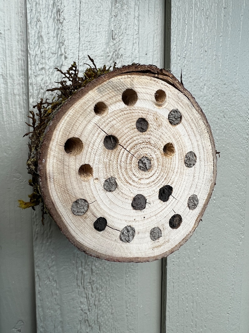 Native Bee Nest - Etsy