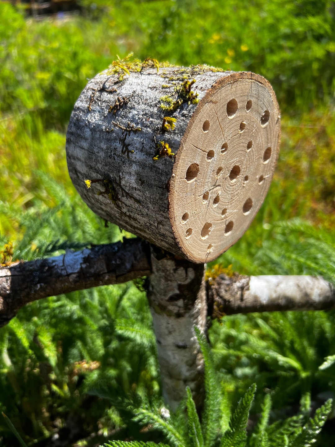 All Natural Native Bee Nest - Made From Maple Wood - Etsy