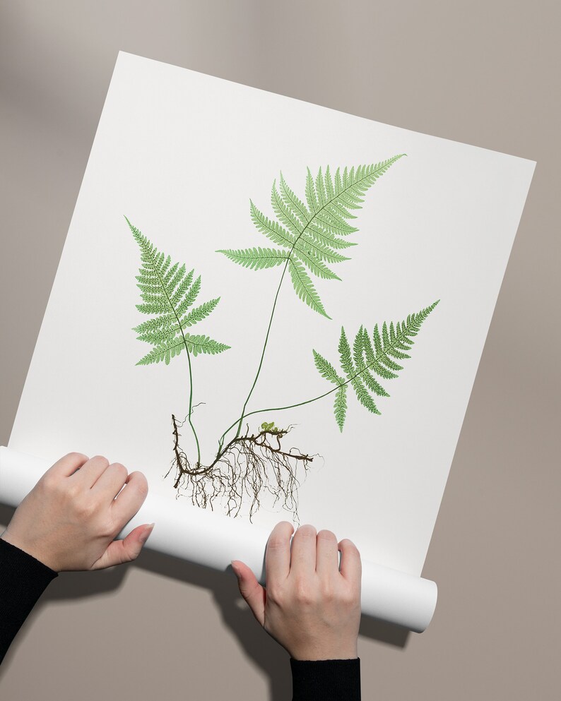 PRINTABLE Vintage Fern Wall Decor, Antique Pressed Leaves Art, Pressed ...