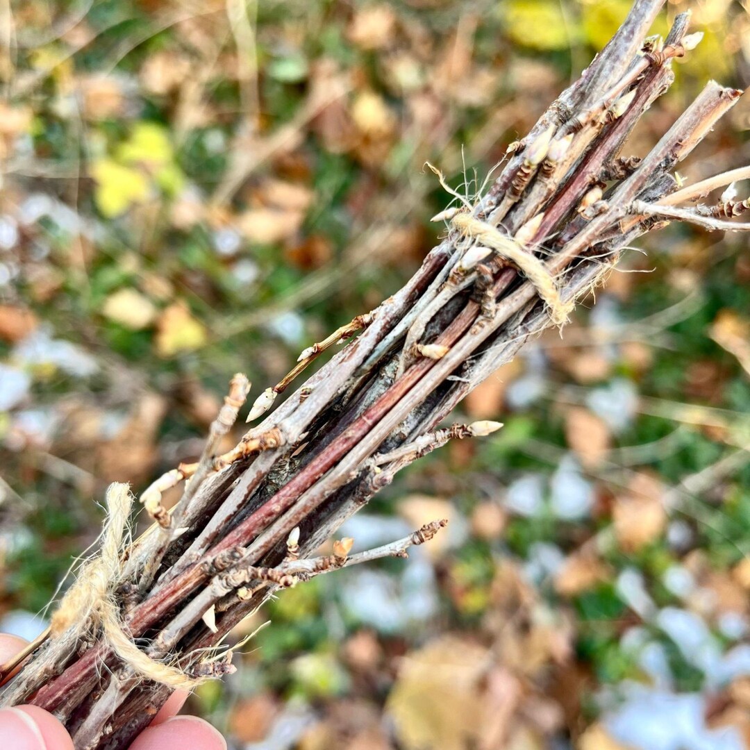 Currant & Gooseberry Twig Bundle for Rabbits, Small Animal Chewable ...