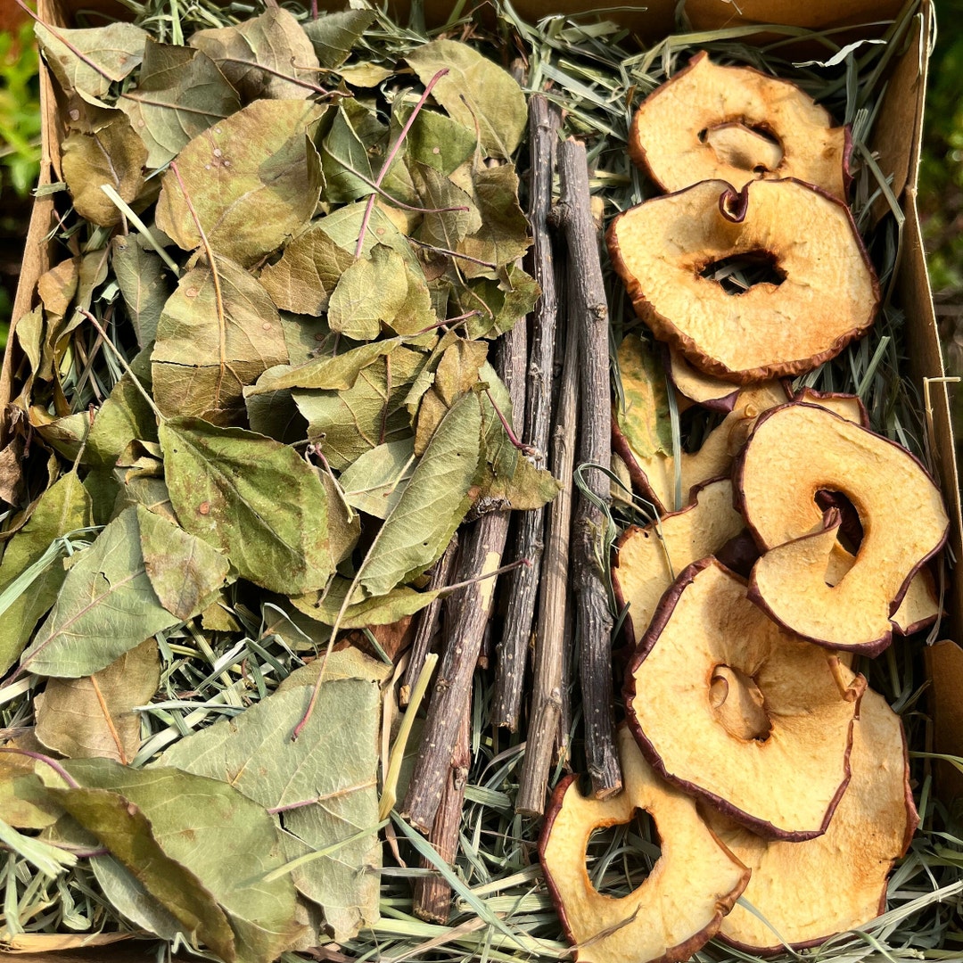 Apple Orchard Forage Box for Small Animals, Apple Stick Chew for ...