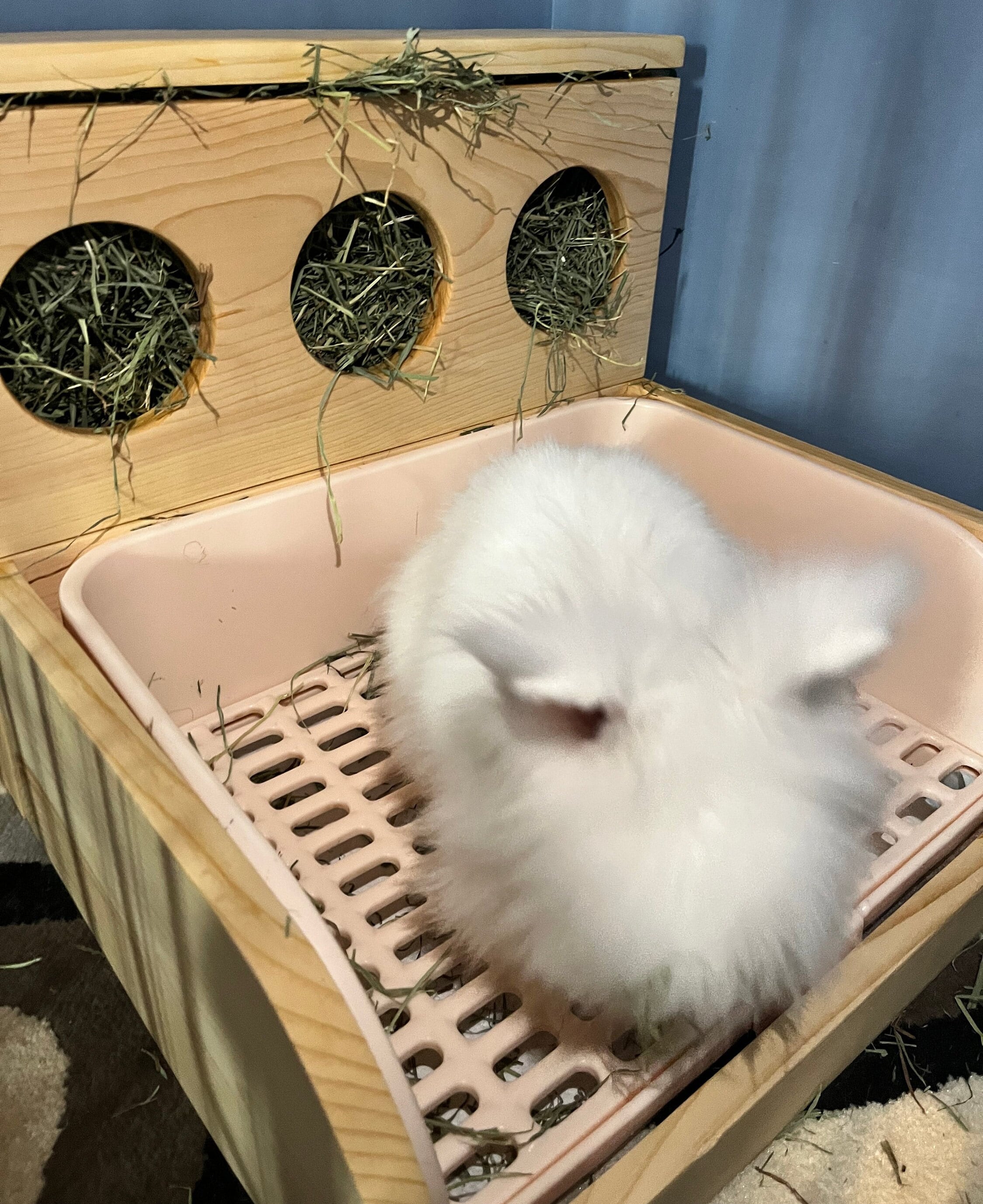Rabbit Hay Feeder, Litter Box & Mesh Grate, Litter Pan Hay Feeding ...