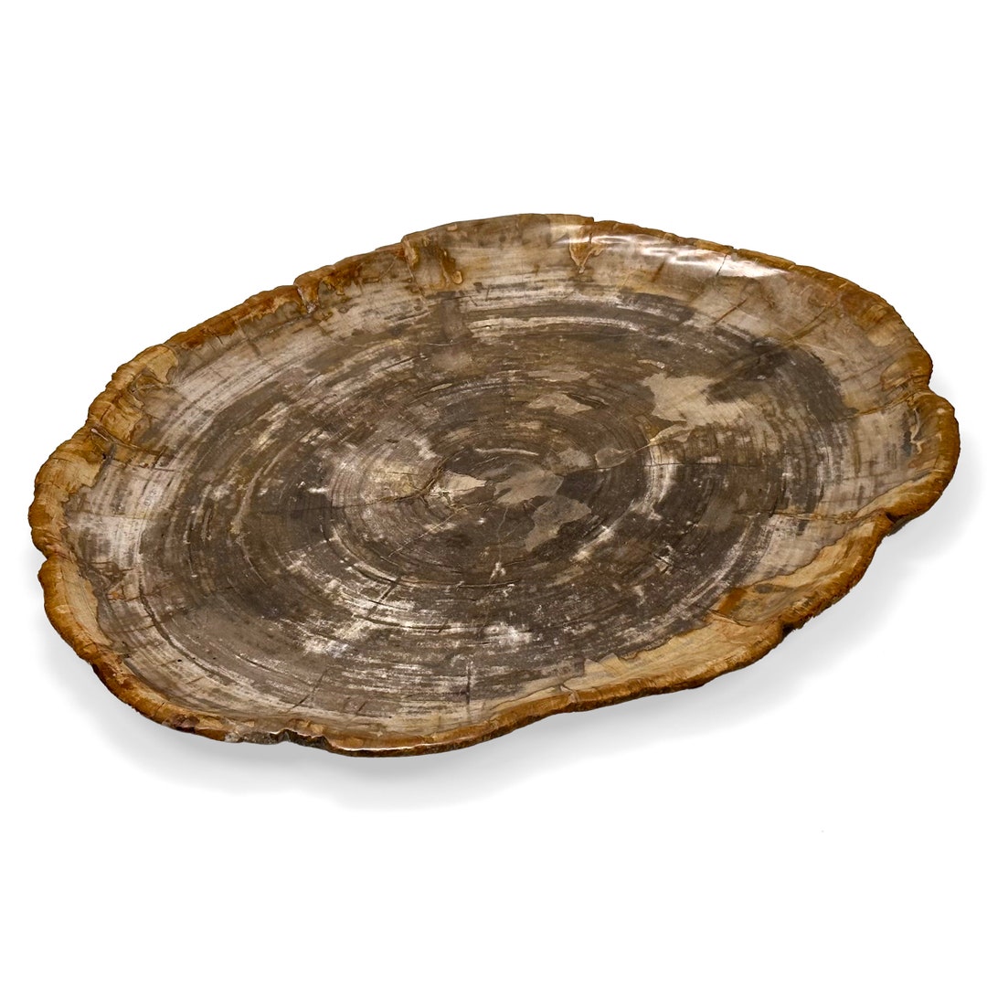 Rustic Large Petrified Wood Plate - Etsy