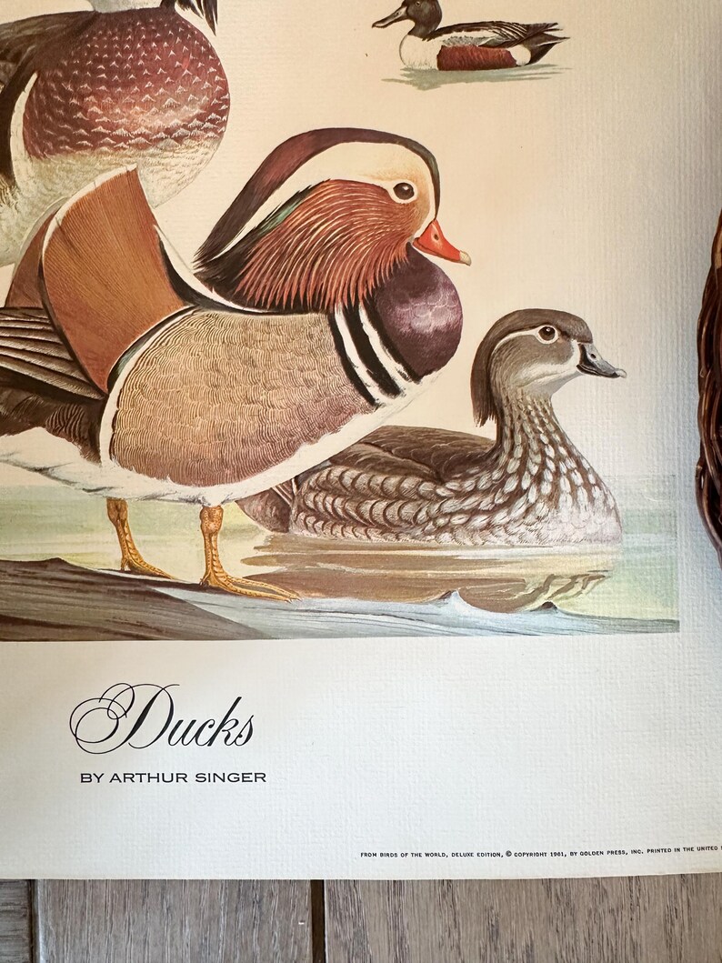 Antique Print of “ducks“ by Arthur Singer - Etsy