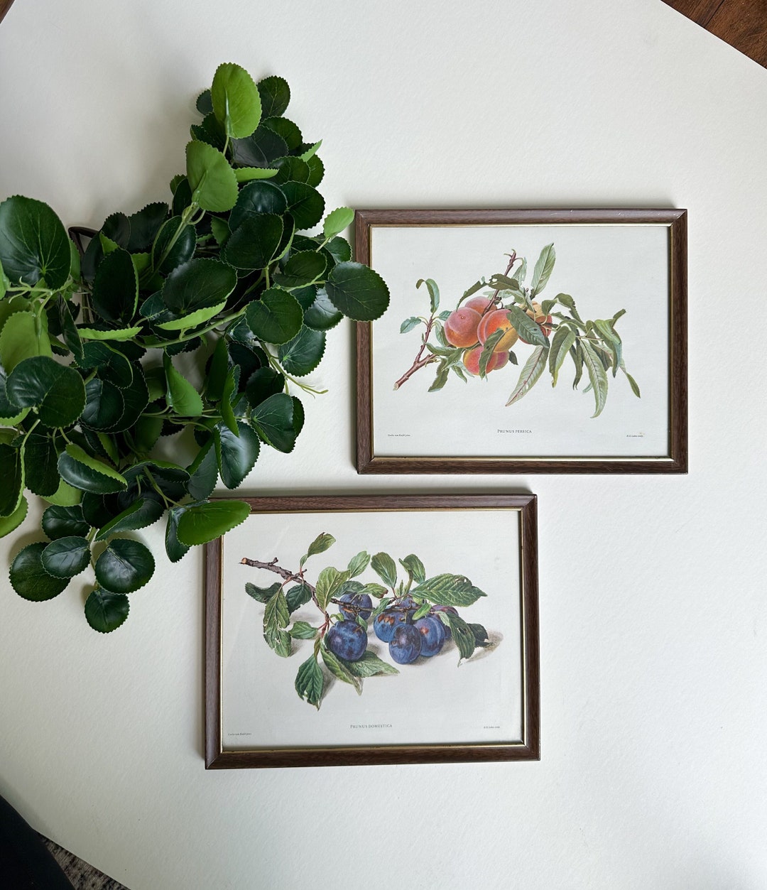 SET of TWO Vintage Botanical / Fruit Prints - Etsy