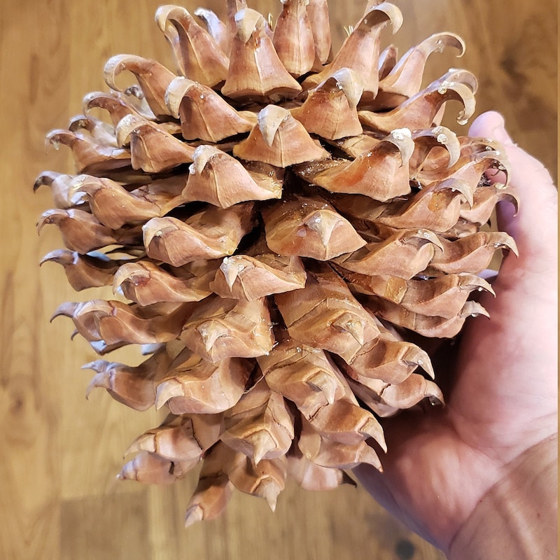 Rustic Pine Cone - Etsy