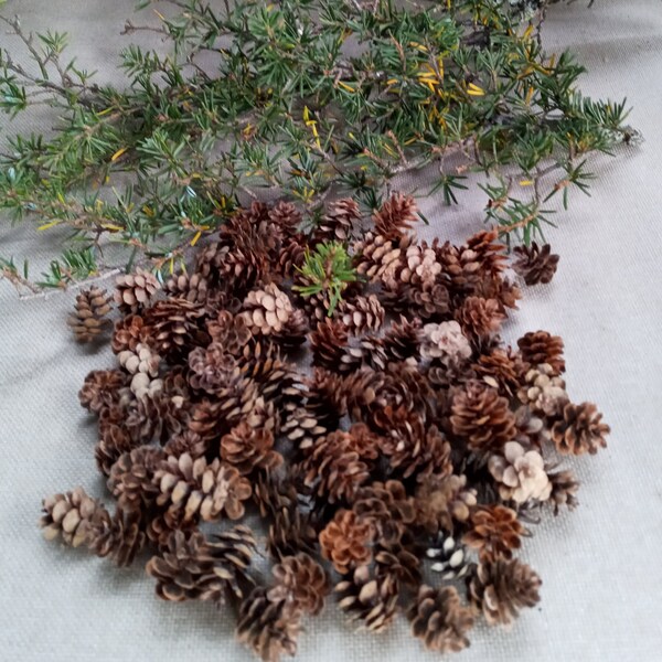 Hemlock Pine Cones - Etsy
