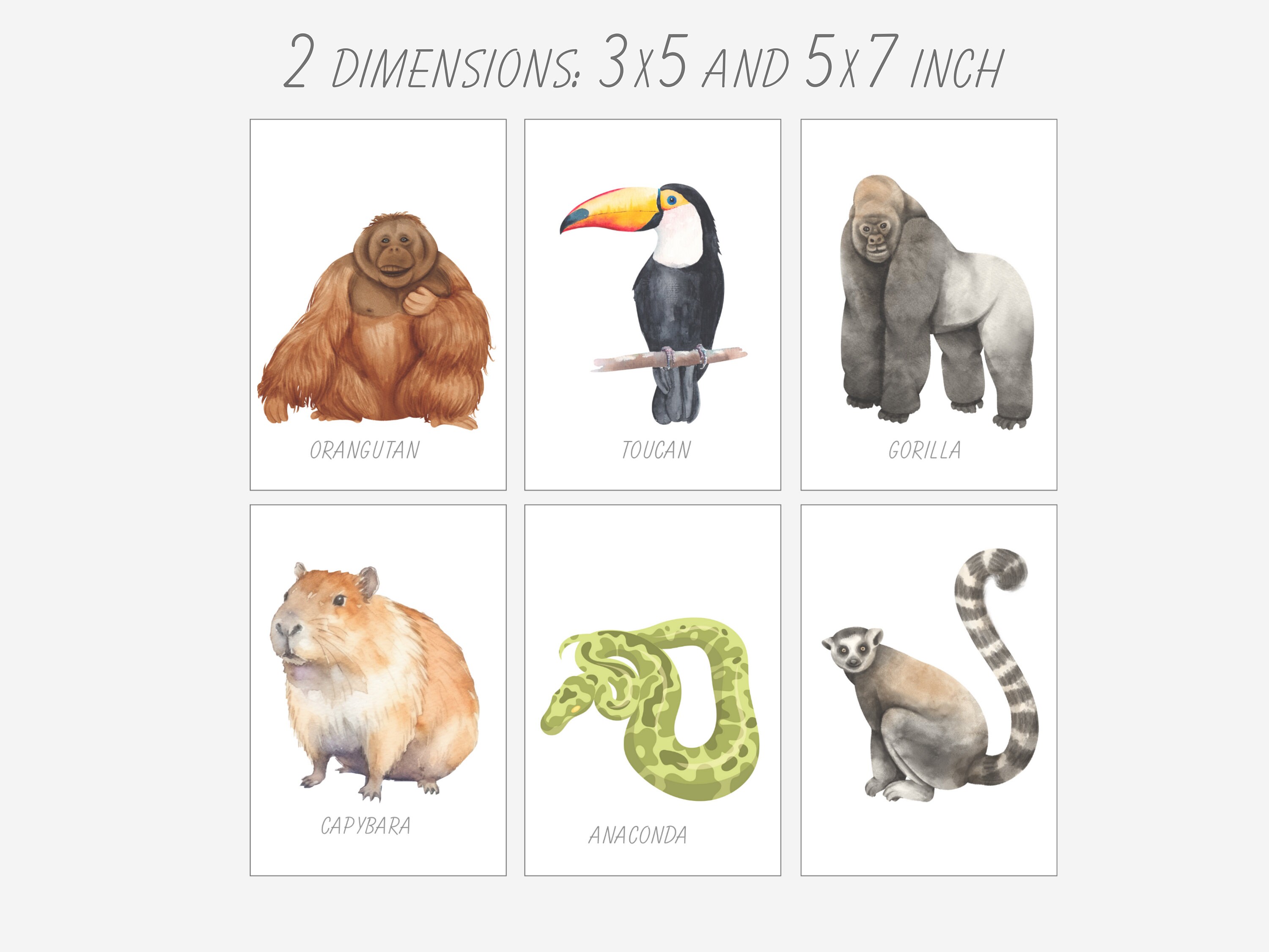 Educational Flashcards for Toddlers Rainforest Animal Theme Printable ...
