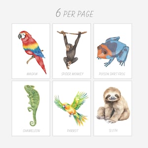 24 Homeschooling Printable Flash Cards for Kids Rain Forest Animals ...