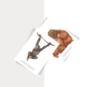 24 Homeschooling Printable Flash Cards for Kids Rain Forest Animals ...