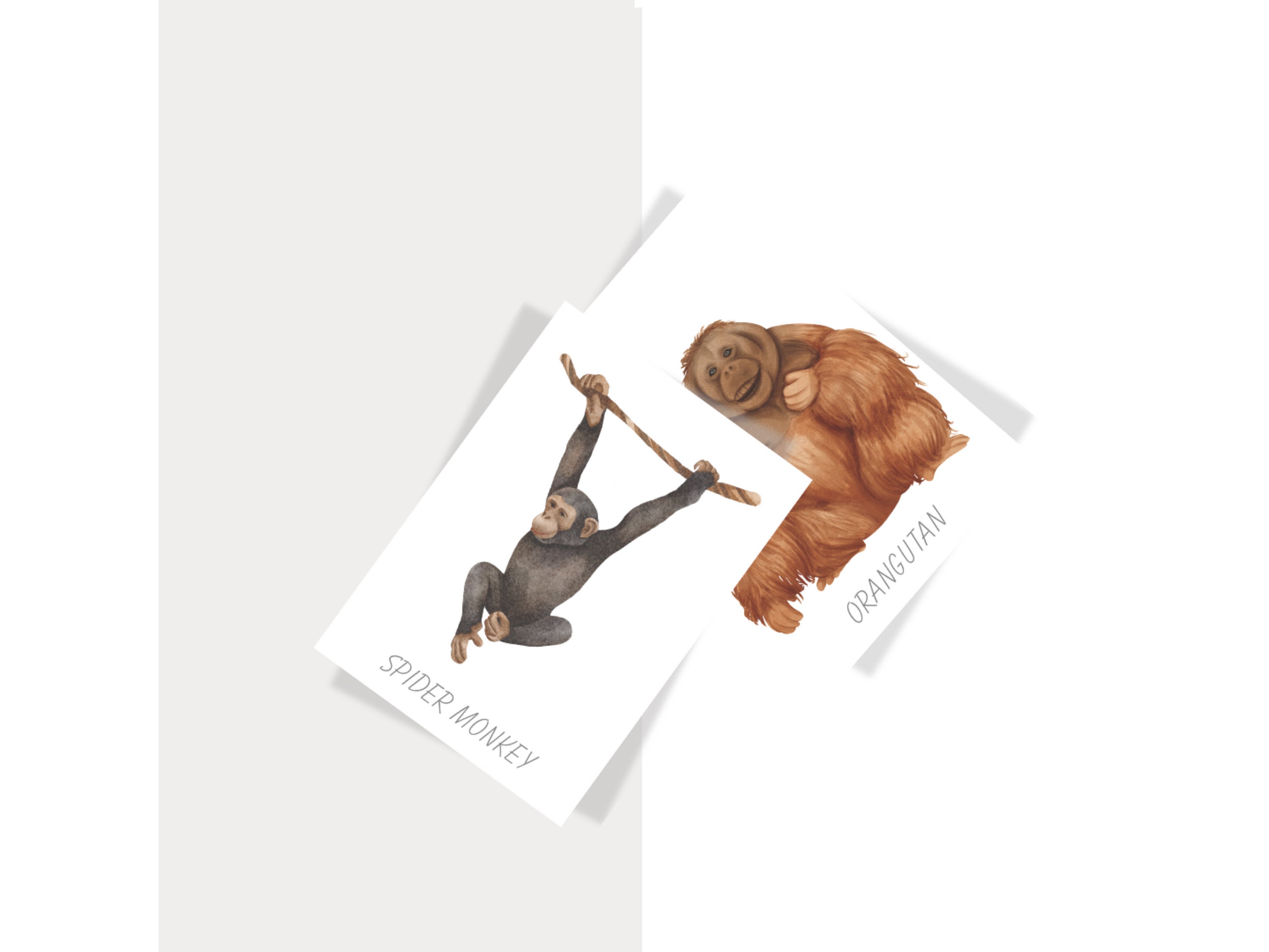 24 Homeschooling Printable Flash Cards for Kids Rain Forest Animals ...