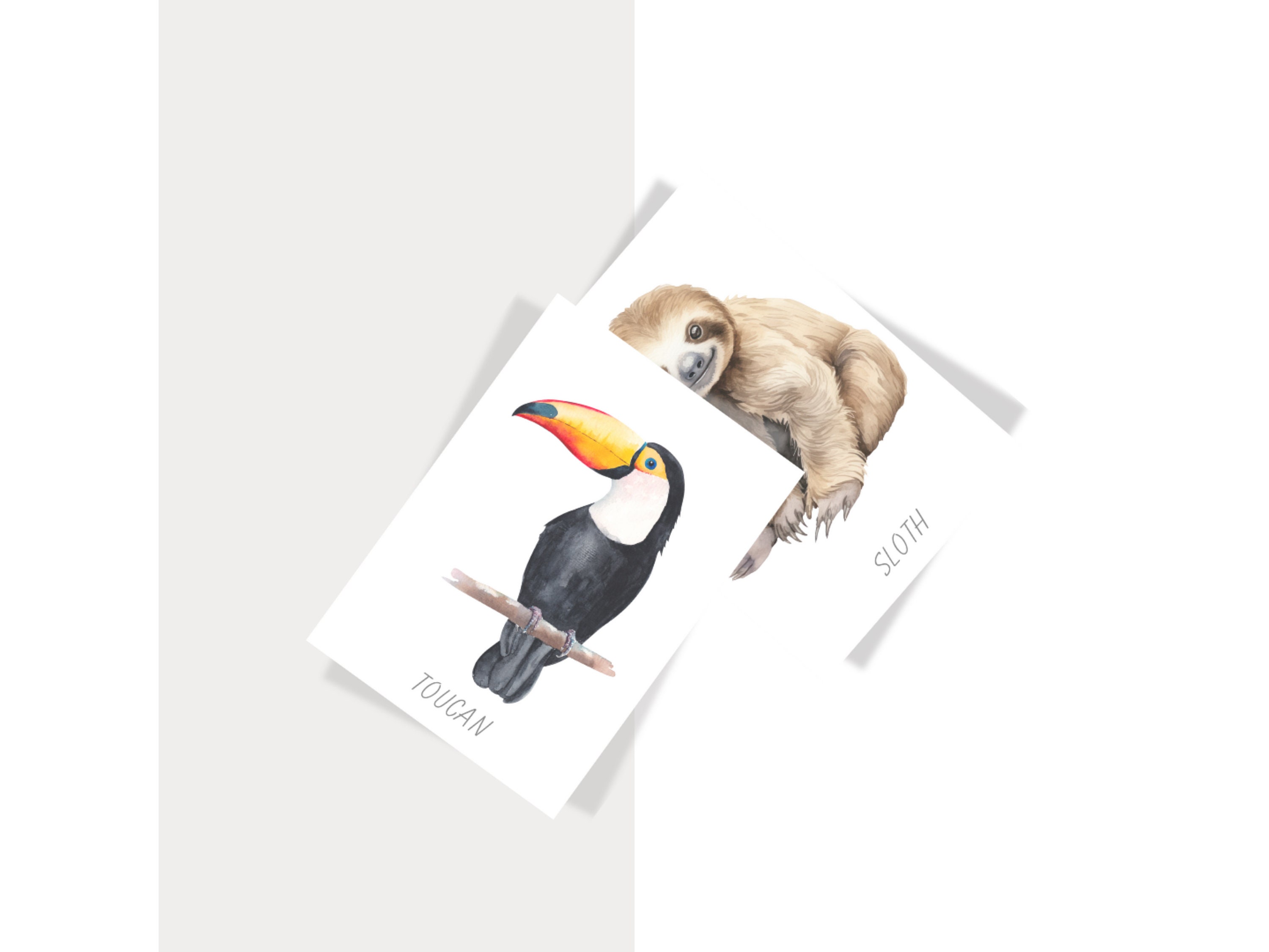 24 Homeschooling Printable Flash Cards for Kids Rain Forest Animals ...