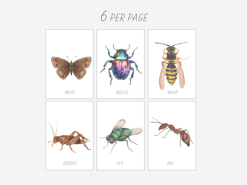 18 Printable Flash Cards for Kids Insects Flashcards Flash Cards ...