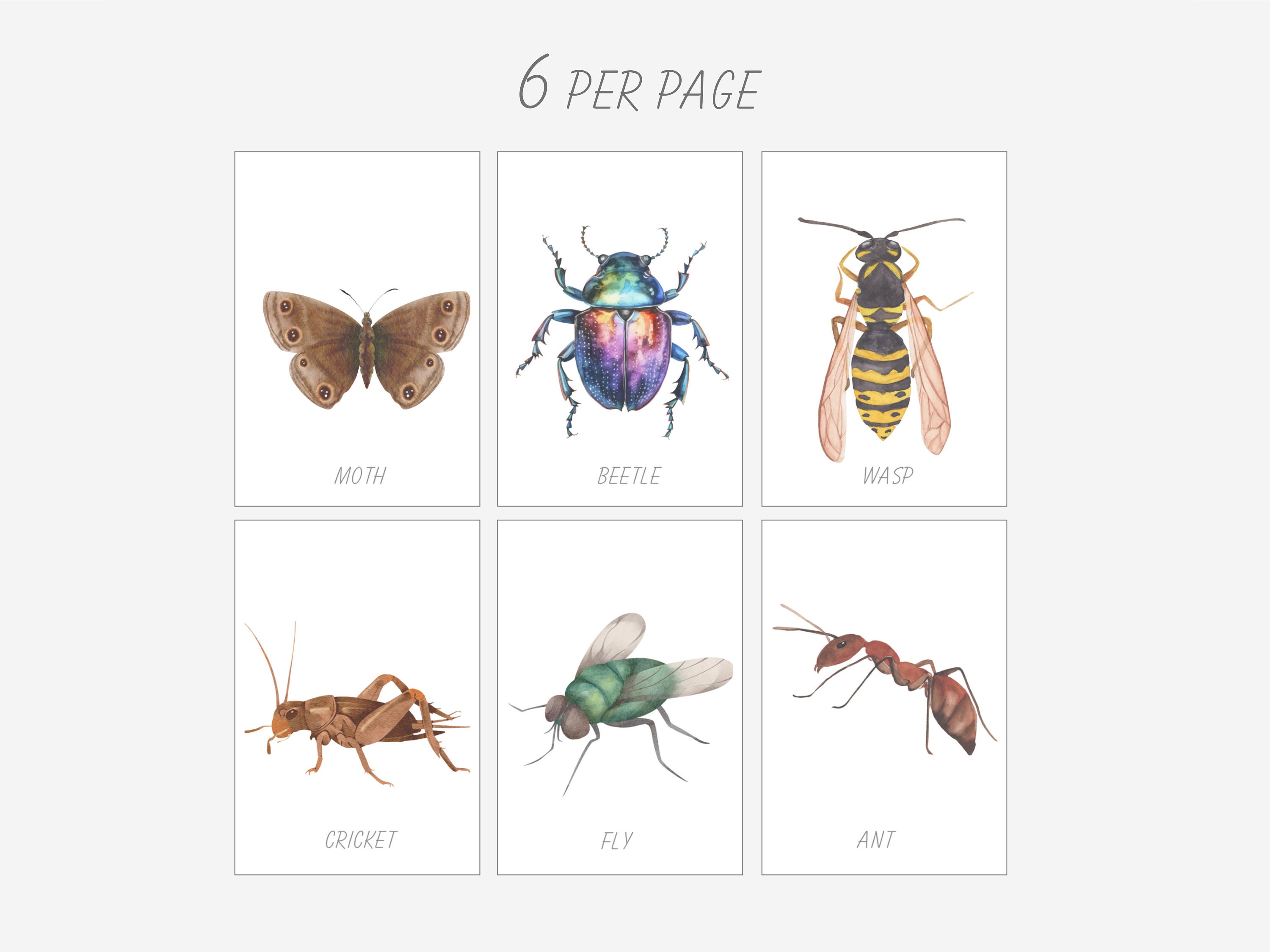 18 Printable Flash Cards for Kids Insects Flashcards Flash Cards ...