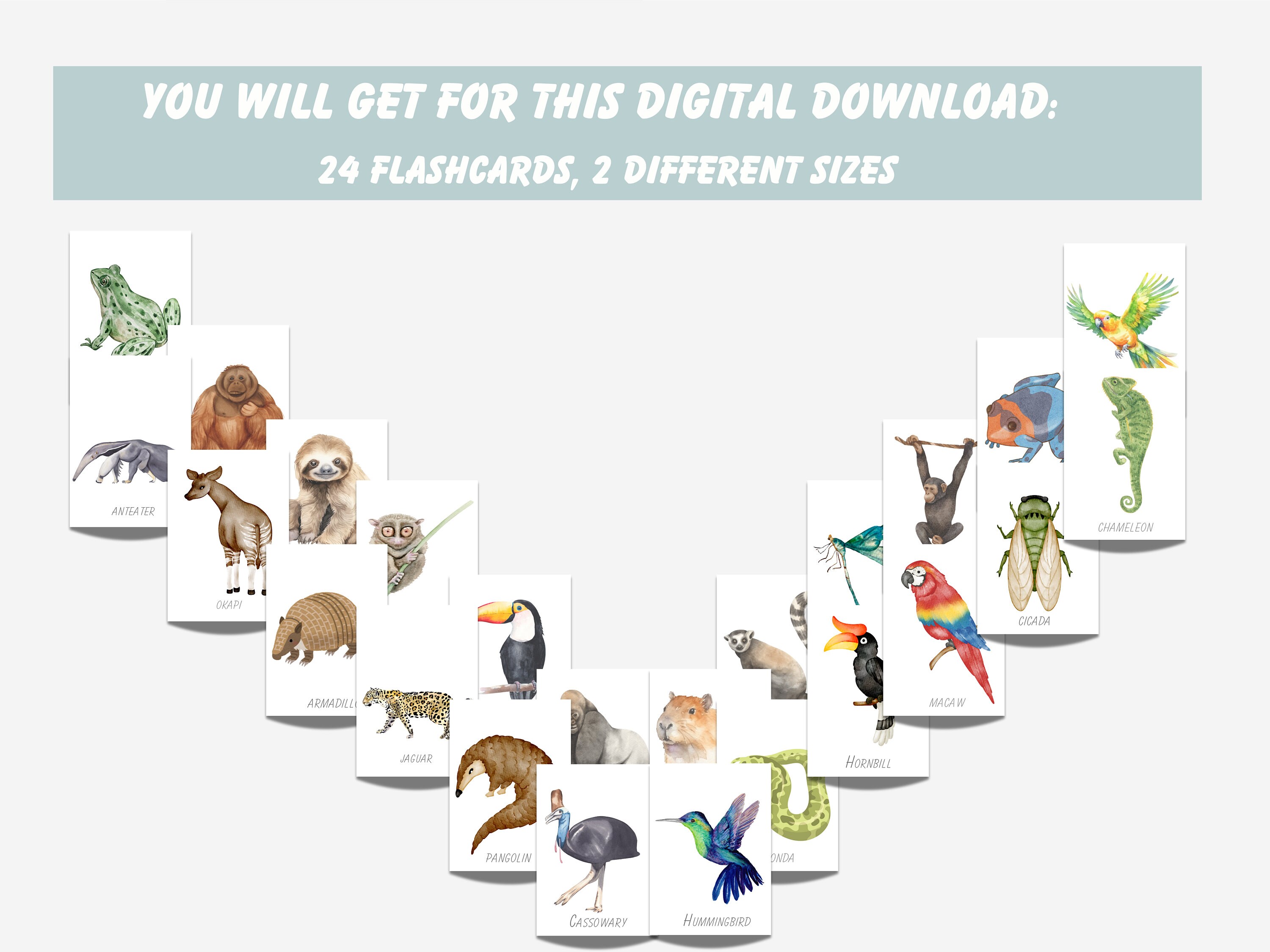 24 Homeschooling Printable Flash Cards for Kids Rain Forest Animals ...