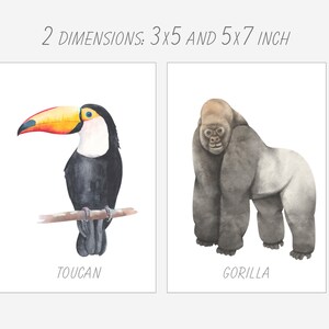 24 Homeschooling Printable Flash Cards for Kids Rain Forest Animals ...