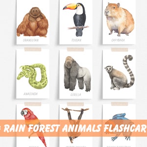 24 Homeschooling Printable Flash Cards for Kids Rain Forest Animals ...