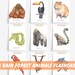 24 Homeschooling Printable Flash Cards for Kids Rain Forest Animals ...