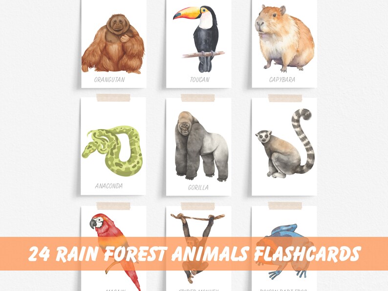 24 Homeschooling Printable Flash Cards for Kids Rain Forest Animals ...