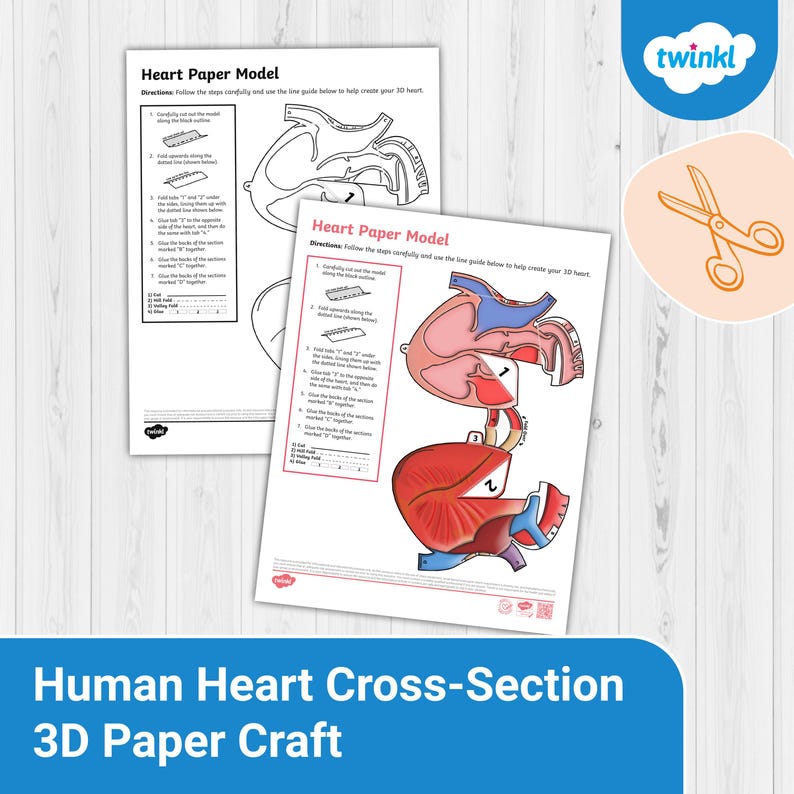 Human Heart Cross-section 3D Paper Craft - Etsy