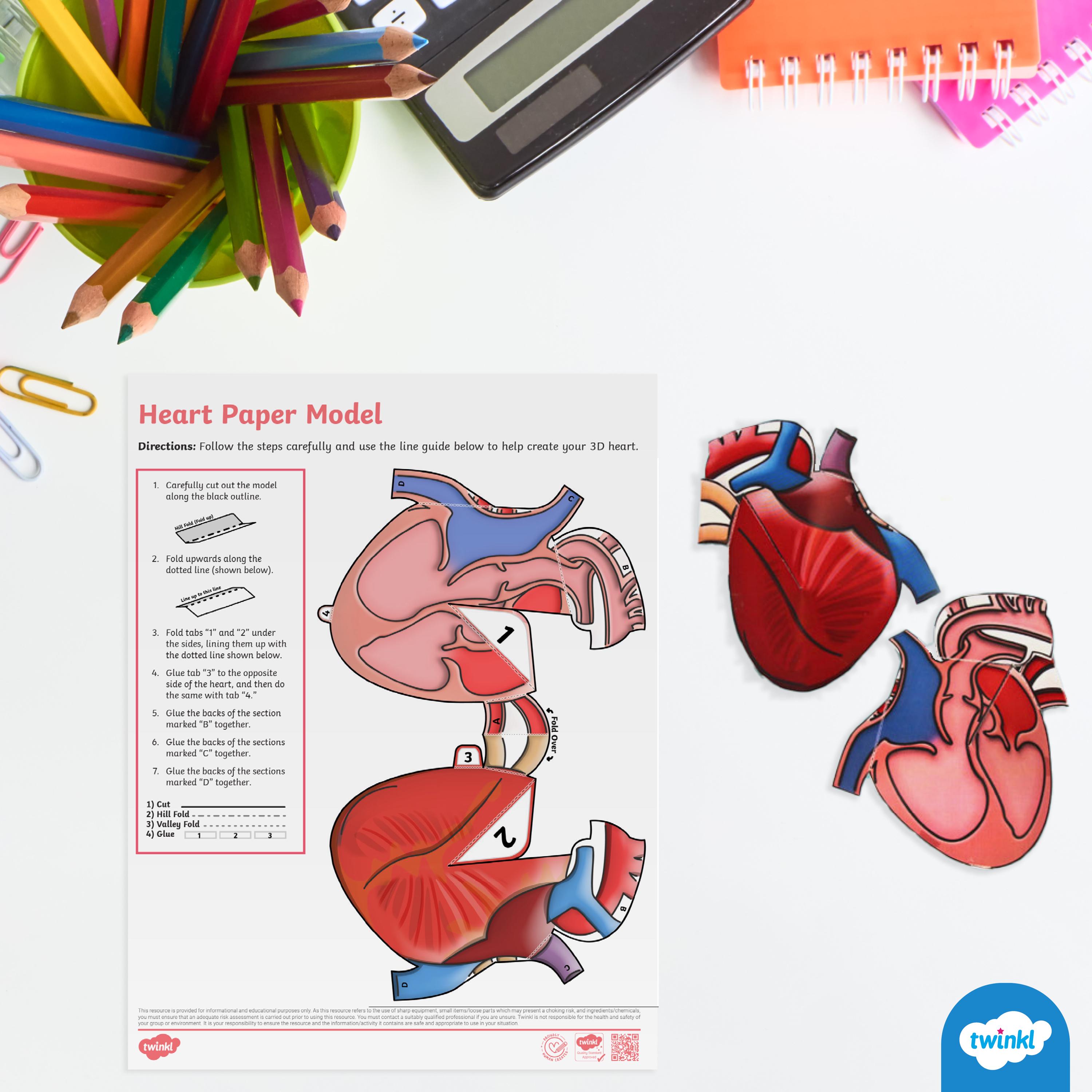 Human Heart Cross-section 3D Paper Craft - Etsy