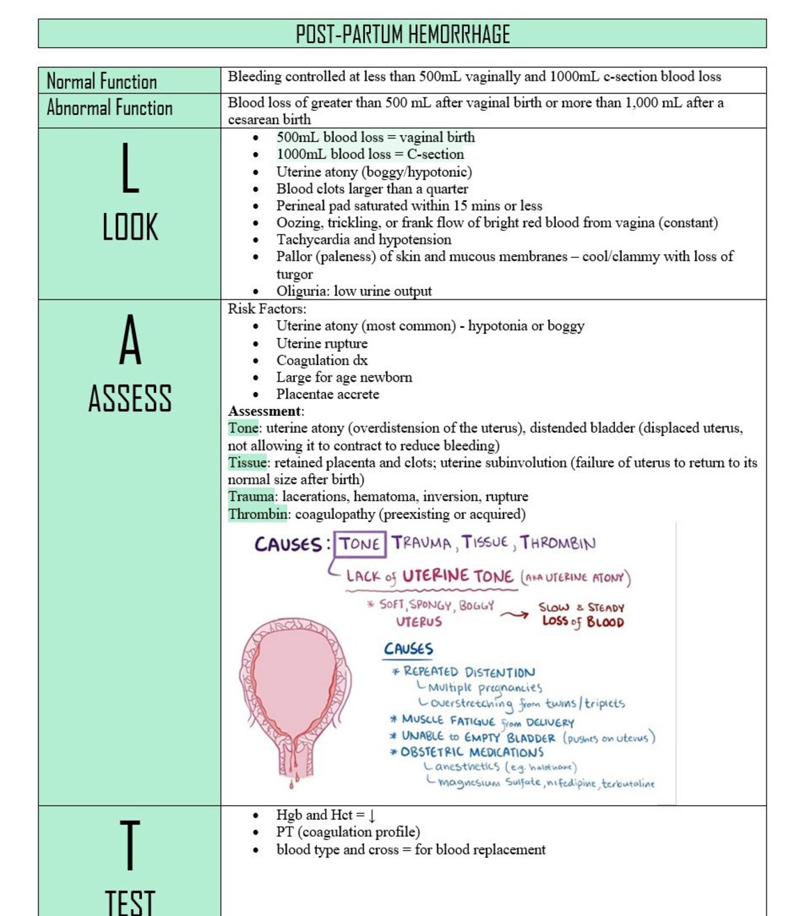 Maternal / Newborn Nursing Notes - Etsy