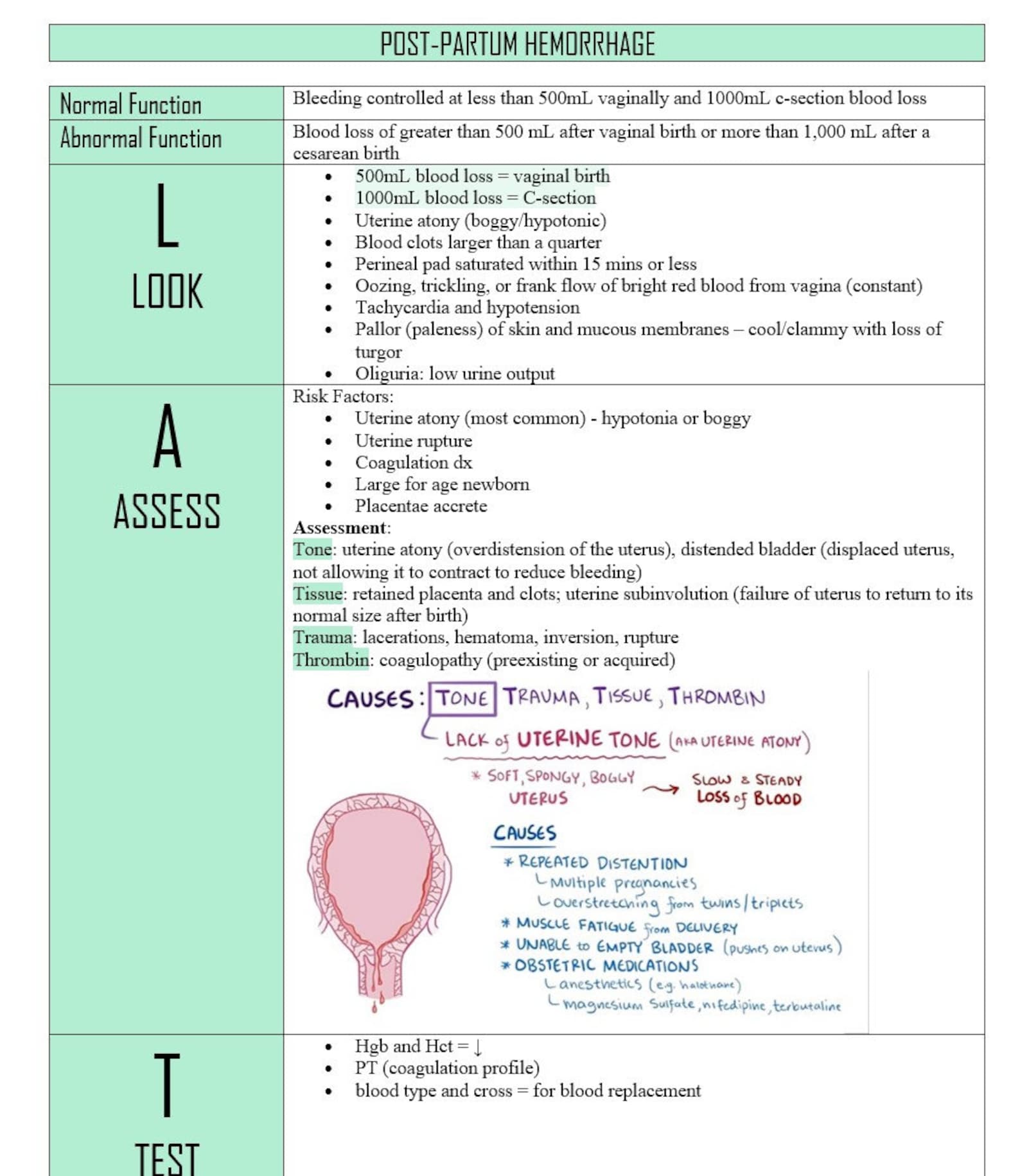 Maternal / Newborn Nursing Notes - Etsy