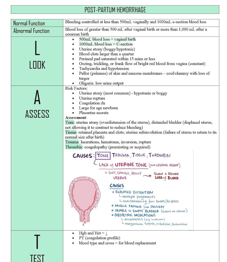 Maternal / Newborn Nursing Notes - Etsy