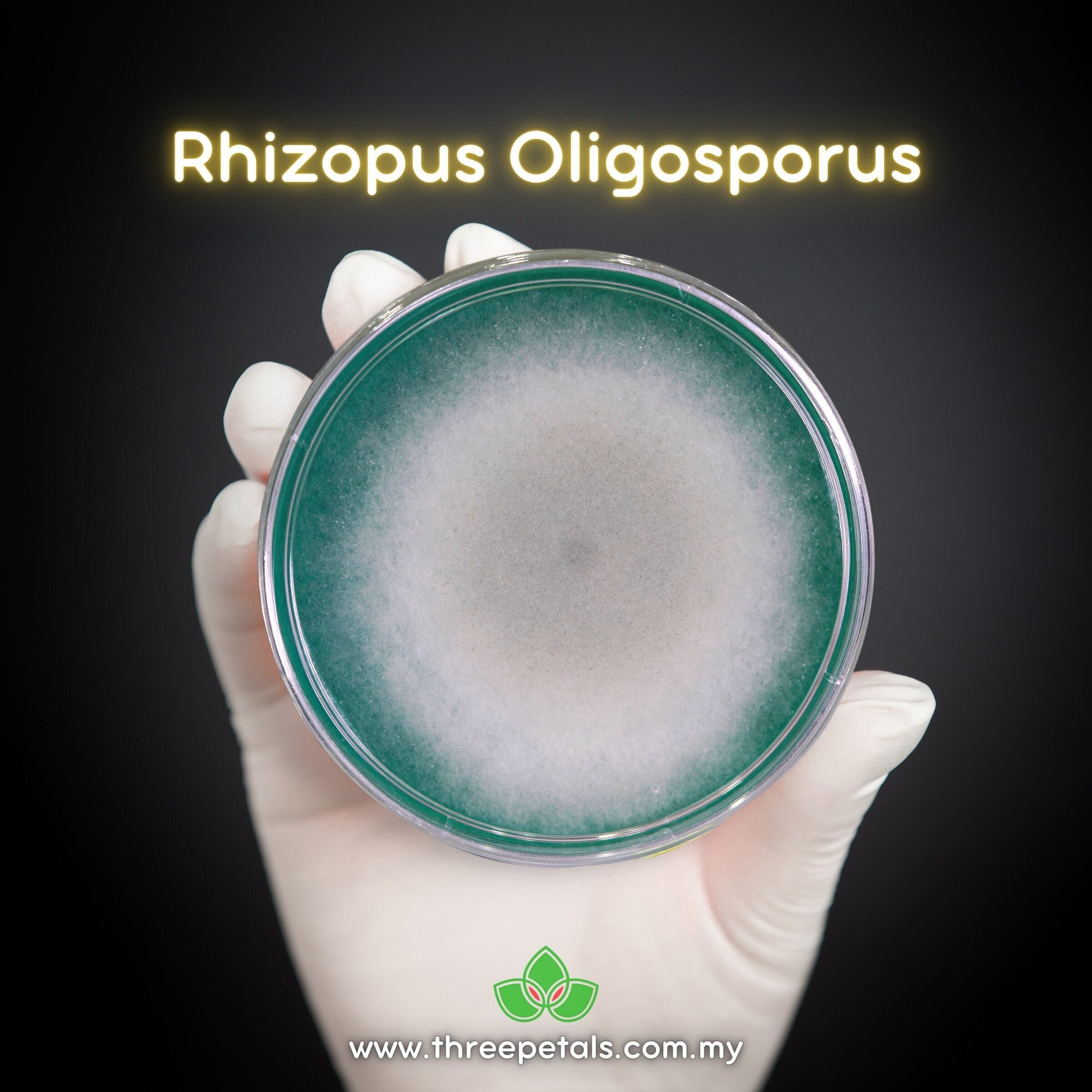 Rhizopus Oligosporus