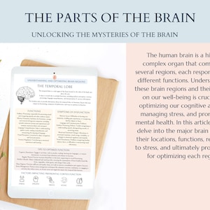 The Brain Parts Infographic Handout. Clinicians, Brain Regions ...