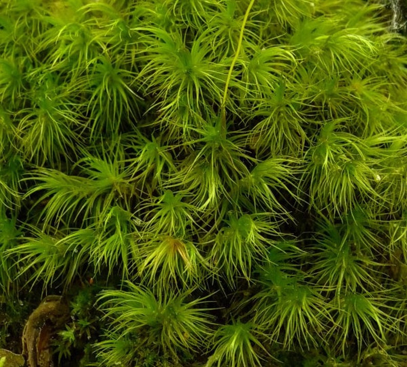 Broom Fork Moss dicranum Scoparium Great for Terrariums - Etsy