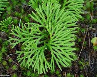Fan Club Moss 3 Starter Plants - Etsy