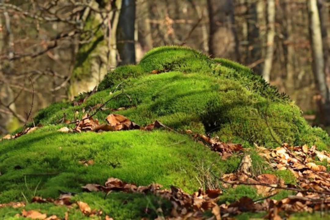 Broom Fork Moss dicranum Scoparium Great for Terrariums buy 3 Bags of ...