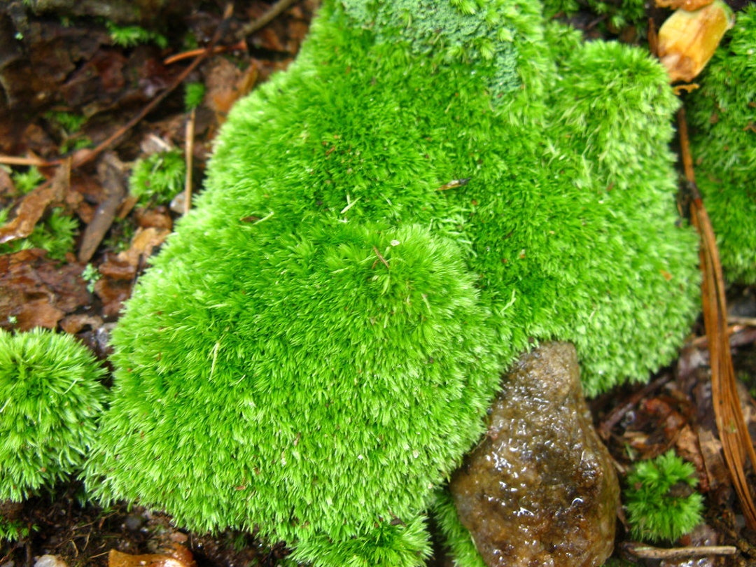 Pincushion Moss (leucobryum Glaucum) – Terrarium Plant, Low Maintenance ...