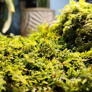 Delicate Fern Moss is Great for Terrariums. "buy 3 Bags of Moss Get the ...