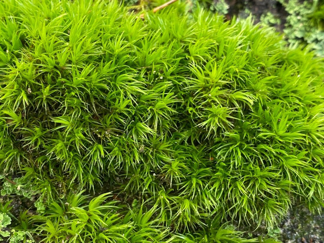 Broom Fork Moss (dicranum Scoparium) for Terrariums! Buy3 Bags Get 1 ...