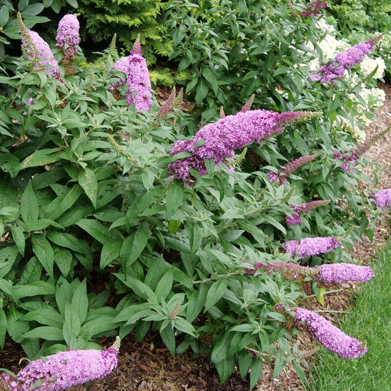 Butterfly Bush - Etsy