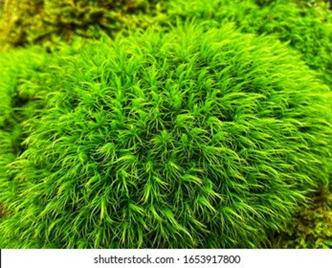 Broom Fork Moss dicranum Scoparium Great for Terrariums buy 3 Bags of ...