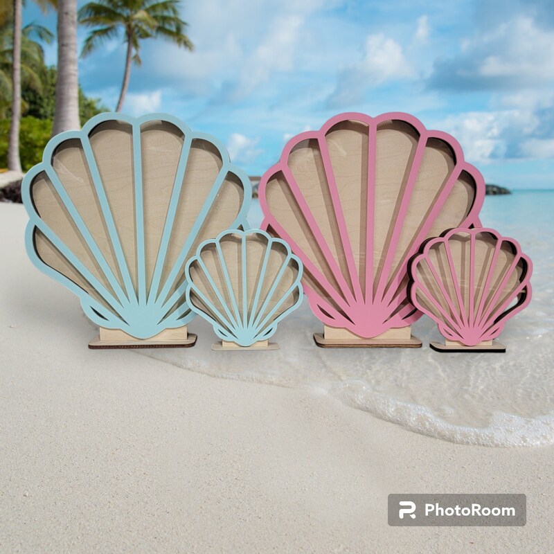 Sea Shell Display - Etsy