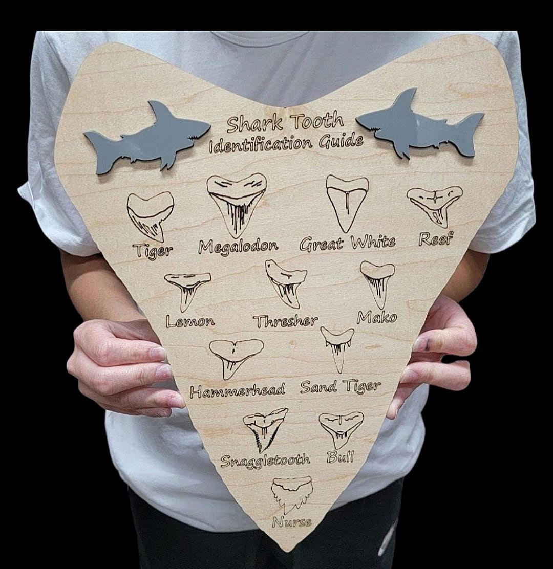 Shark Tooth Guide ID (large Size) Megalodon, Shark Teeth Wall Sign ...