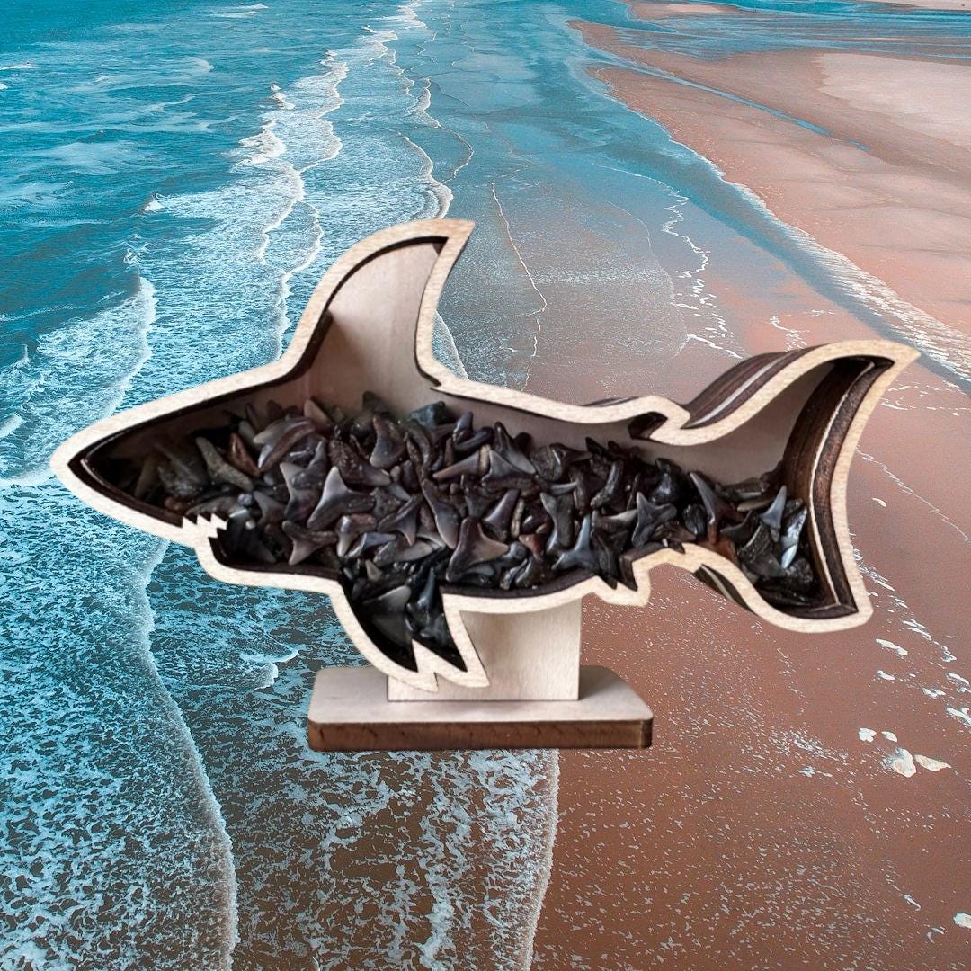 Mini Shark Teeth Shadow Box for Your Tiny Shark Teeth, Rocks, Beach ...