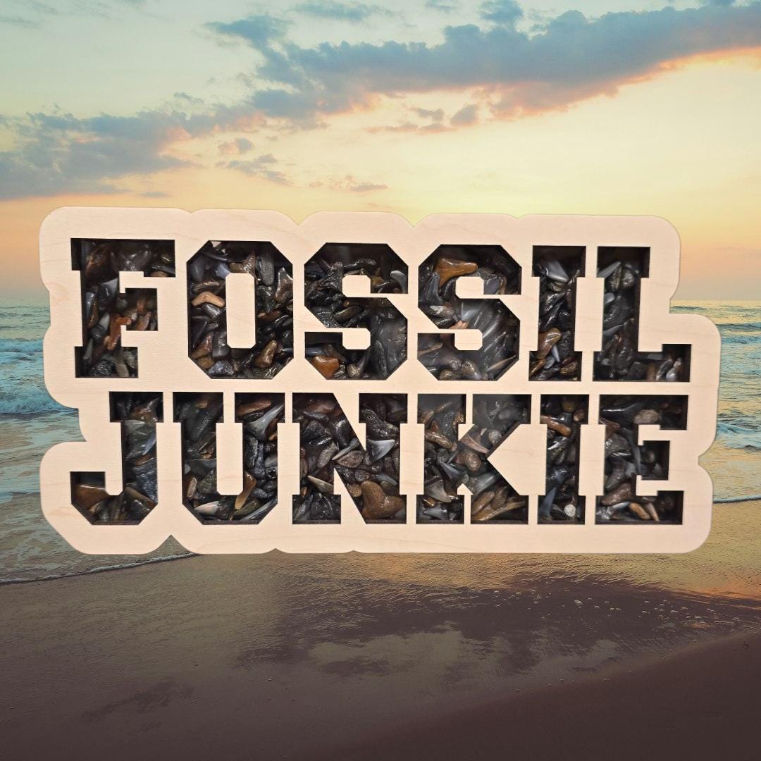 Shark Teeth "fossil Junkie" Shadow Box Display for Your Shark Tooth ...