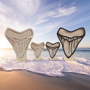 Megalodon Tooth Shadow Box Shark Teeth, Sea Glass, Shells, Agates ...