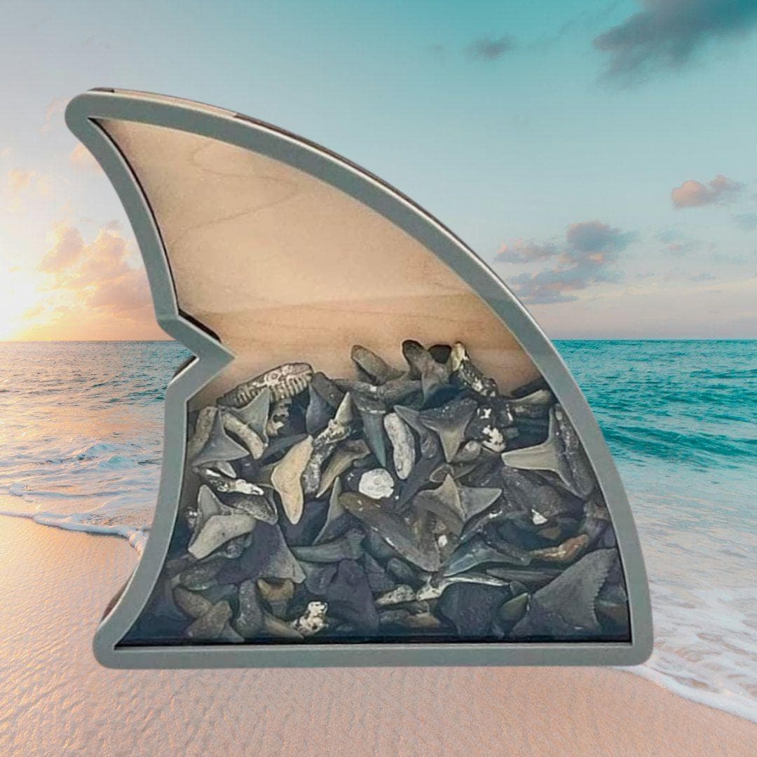Shark Fin Shadow Box: Beach Keepsake Display for Shark Teeth | Sea ...
