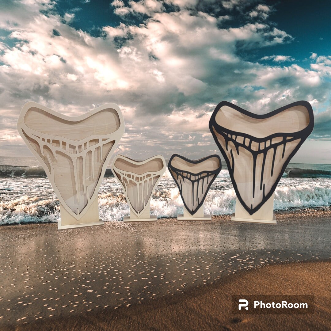 Megalodon Tooth Shadow Box Shark Teeth, Sea Glass, Shells, Agates ...