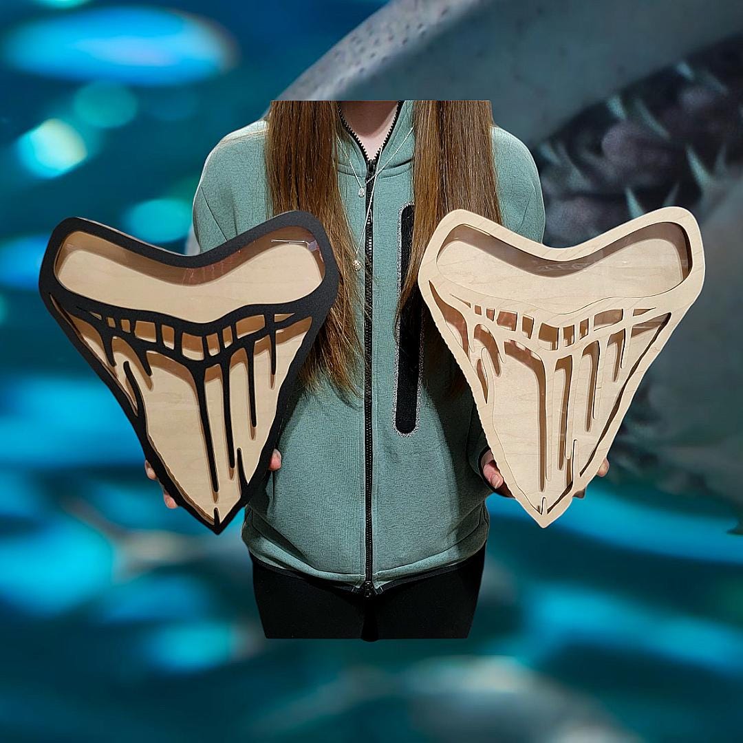 Megalodon Shark Teeth Shadow Box: Beach Treasure Display, Wall Hanger 1 ...
