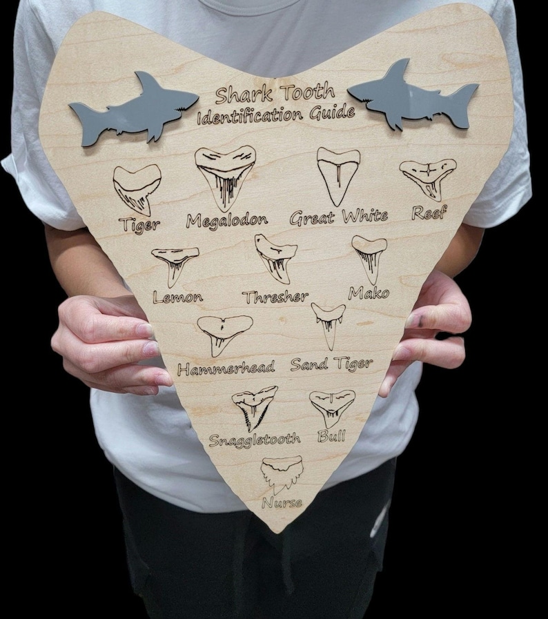 Shark Tooth ID Guide: Megalodon Tooth Wall Sign - Etsy