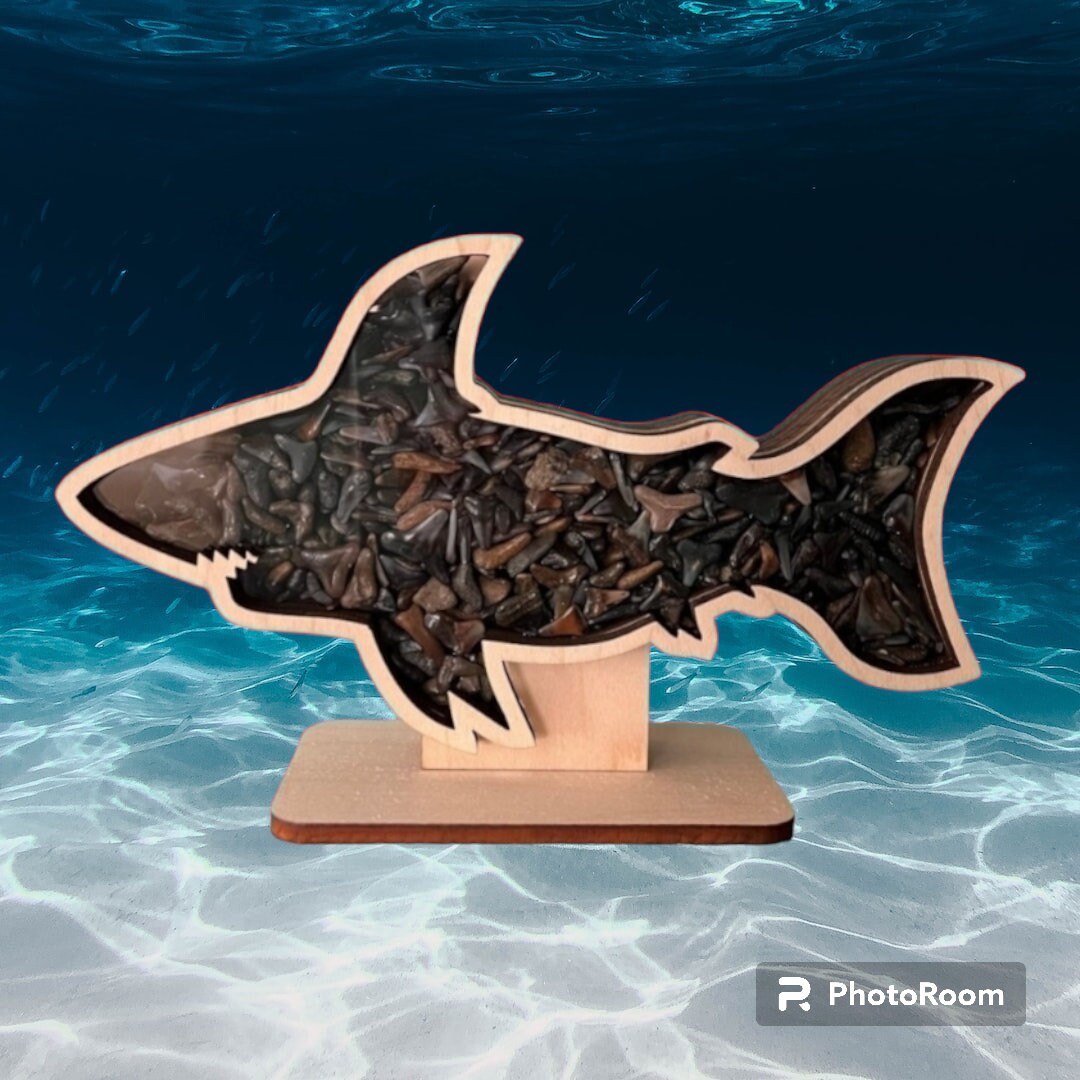 Shark Teeth Shadow Box for Shark Teeth, Beach Glass, Agates, Crystals ...