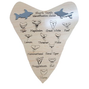 Shark Tooth Guide ID (large Size) Megalodon, Shark Teeth Wall Sign ...